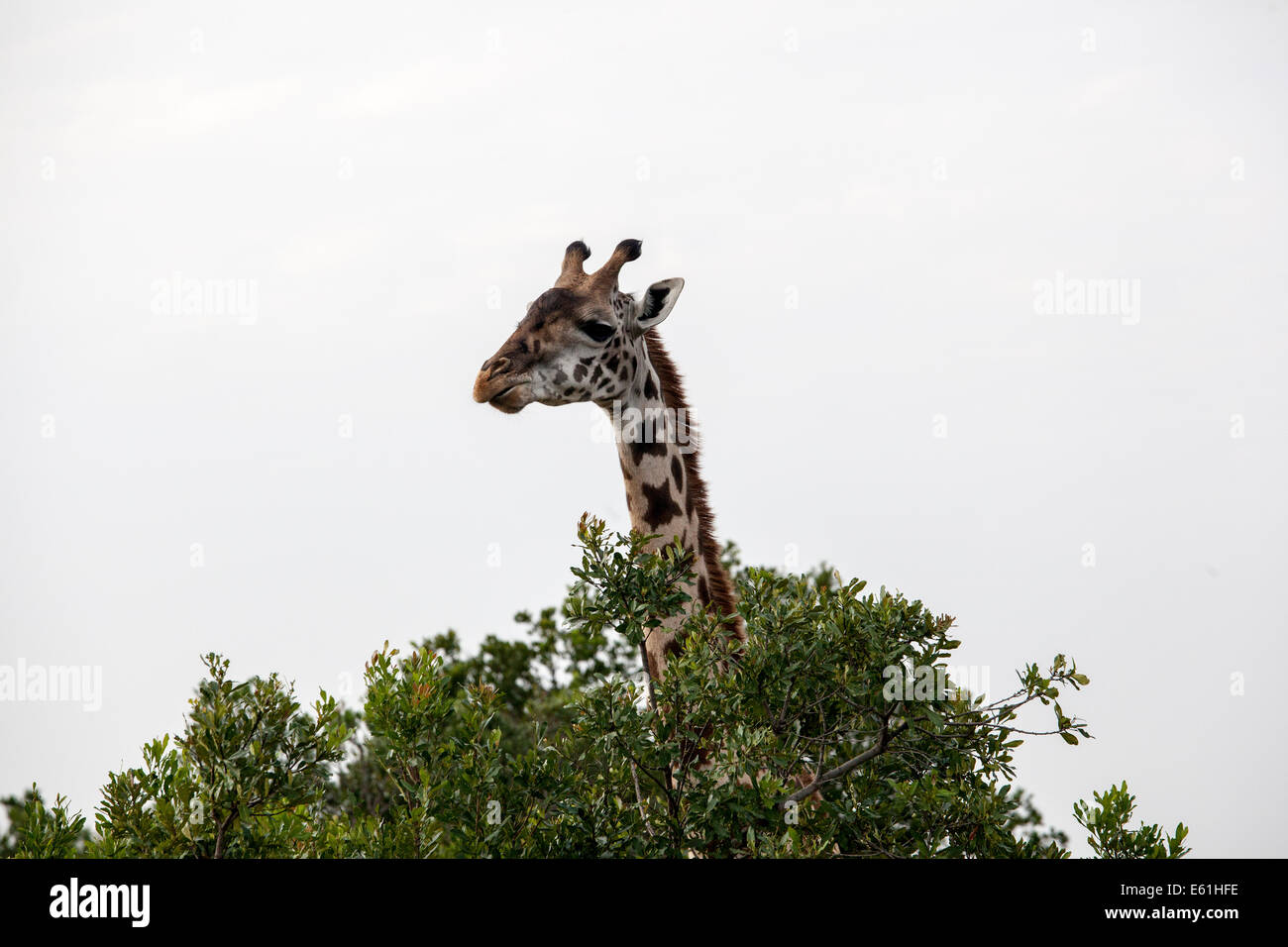 Giraffe eating acacia tree hi-res stock photography and images - Alamy