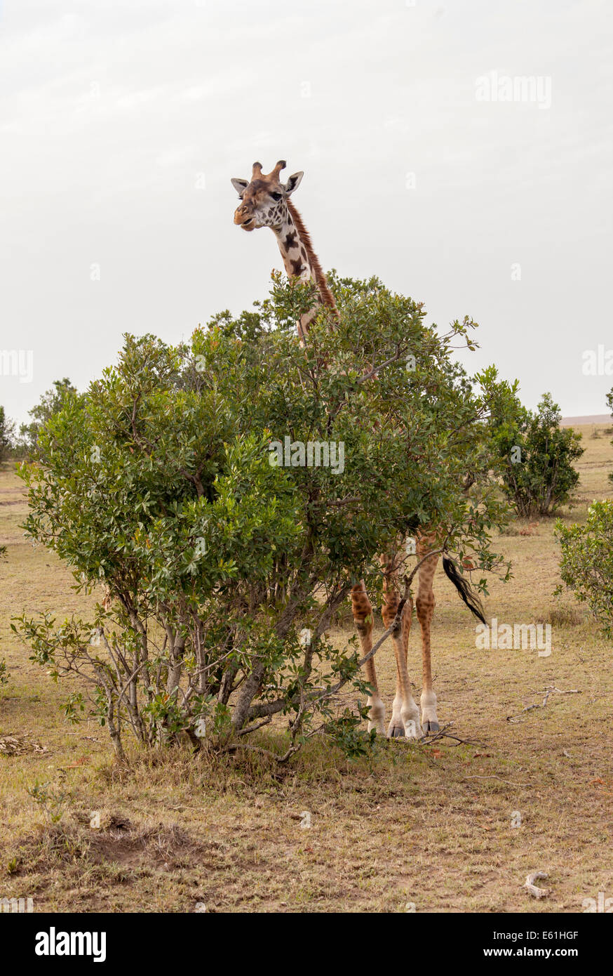 Giraffe hiding in bush Stock Photo - Alamy