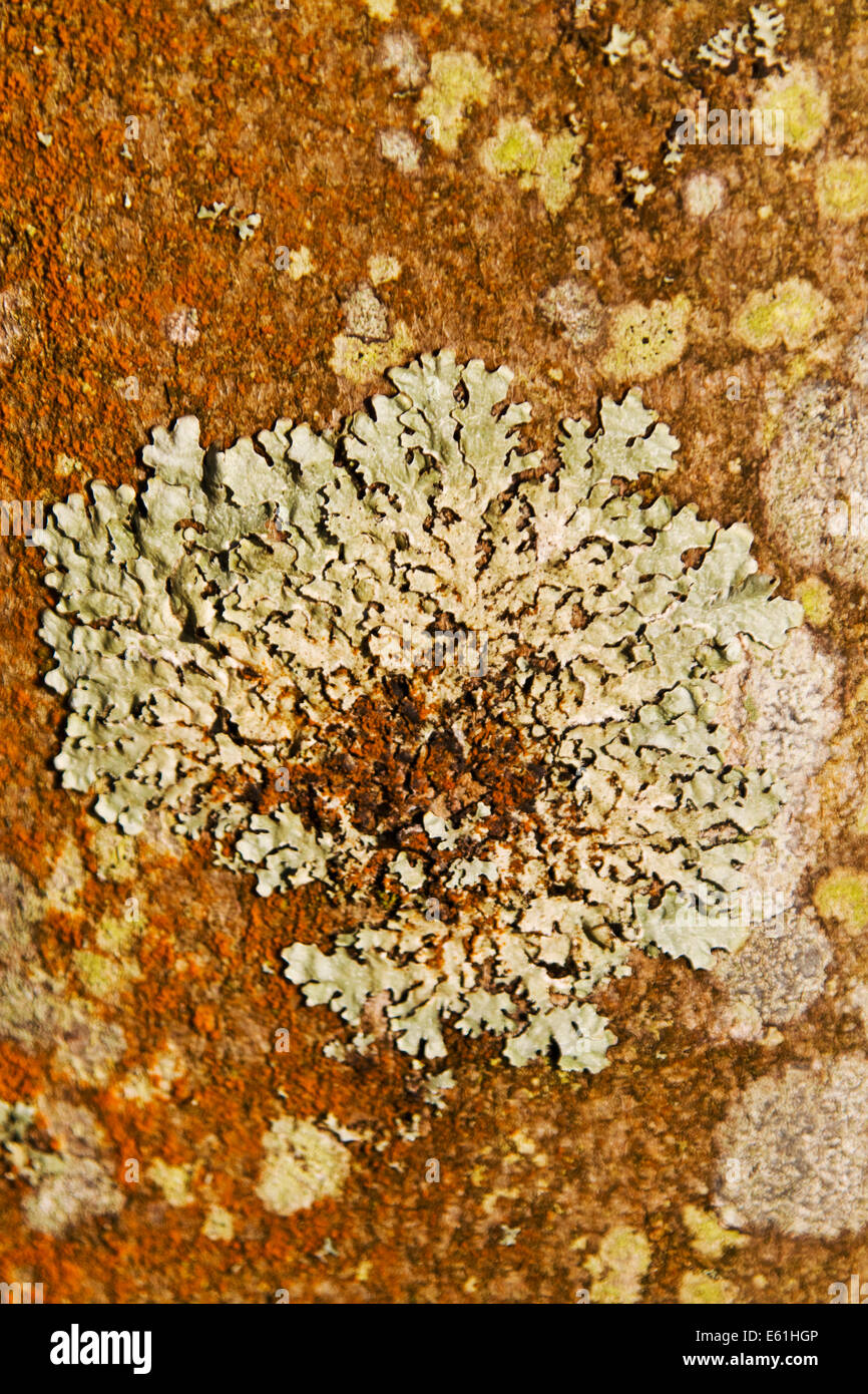 Lichenised Fungi High Resolution Stock Photography and Images - Alamy