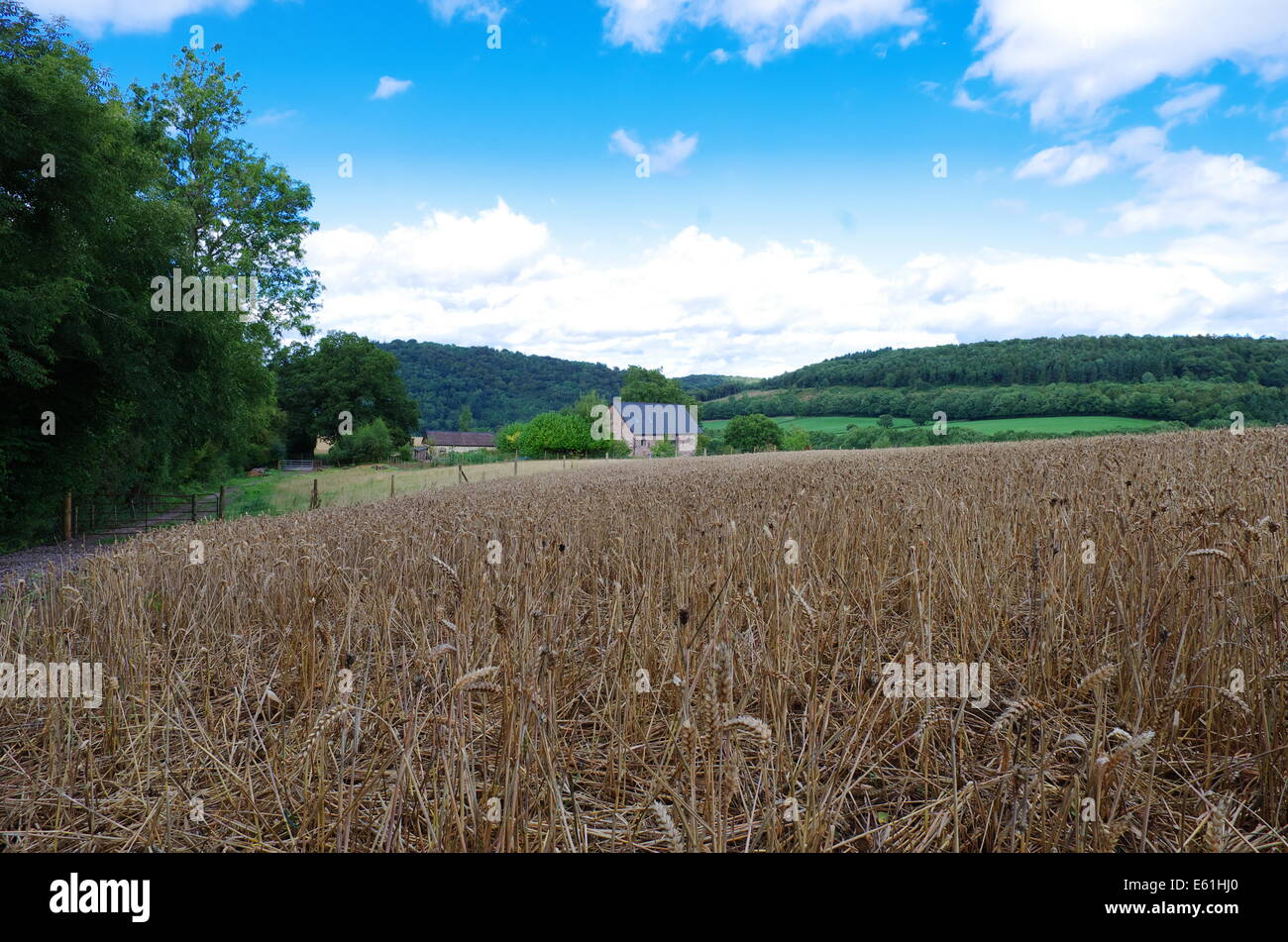 Harvest wheat barn farm hi-res stock photography and images - Alamy