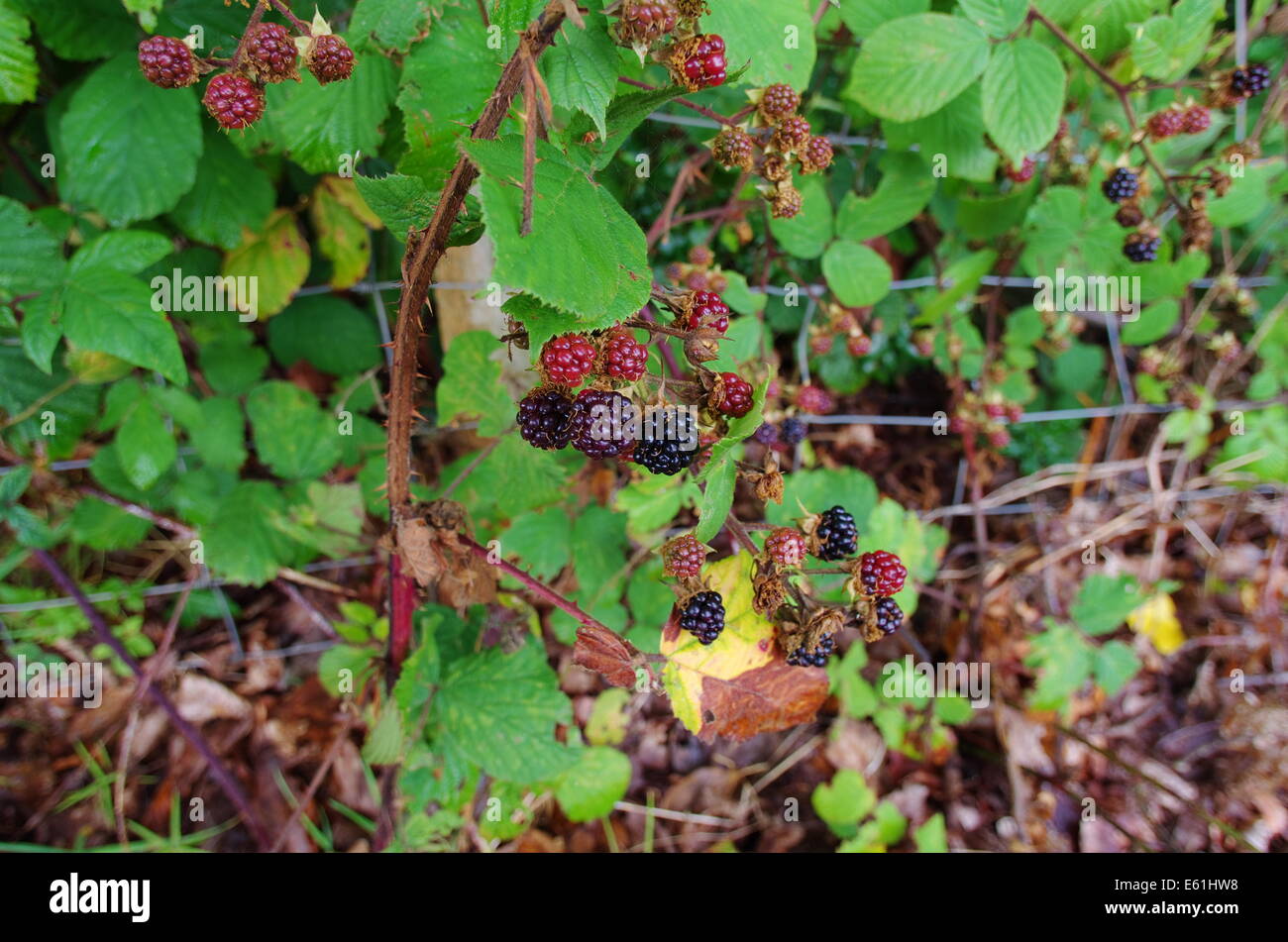 Wild raspberries hi-res stock photography and images - Alamy