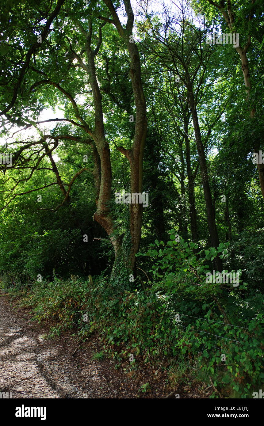 Tree at edge of woods Stock Photo - Alamy