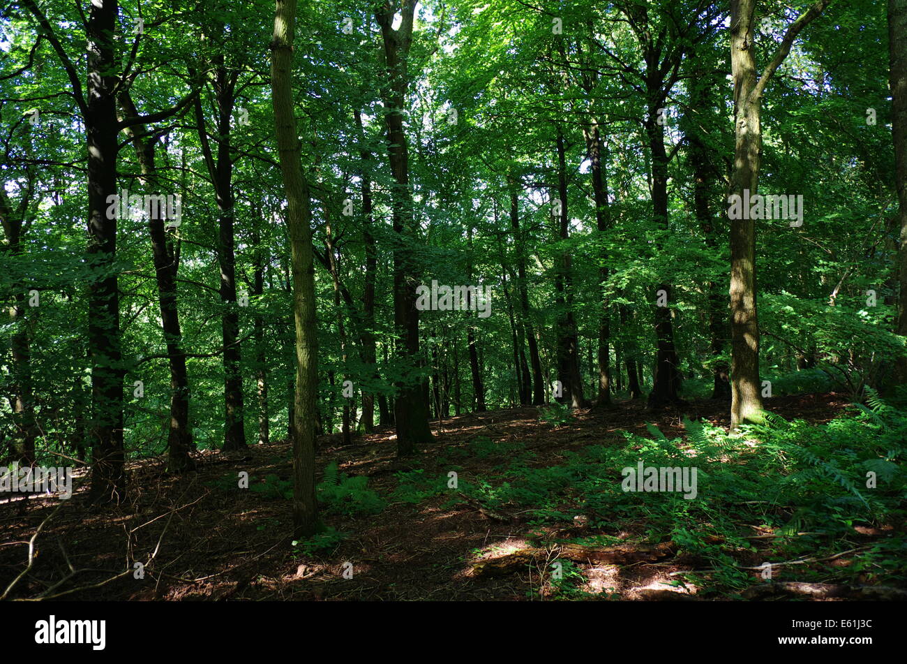 View into forest Stock Photo - Alamy