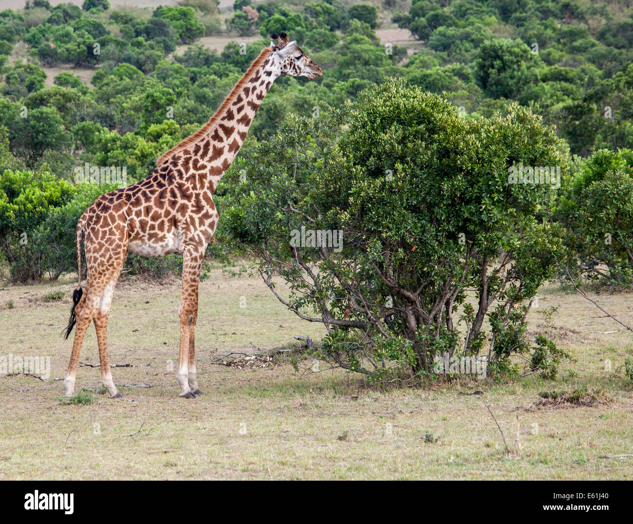 Giraffe eating acacia tree hi-res stock photography and images - Alamy