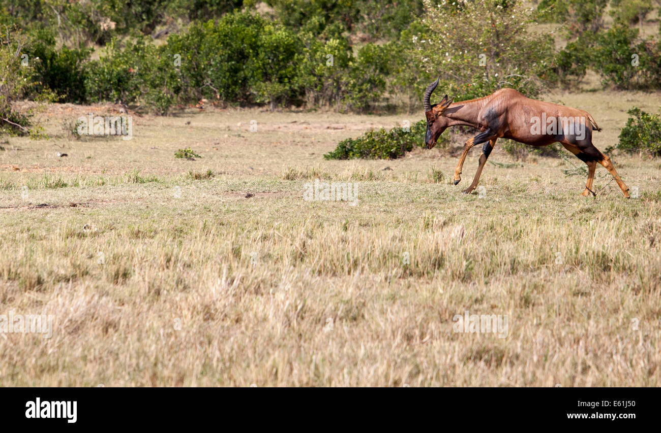 Leaping antelope hi-res stock photography and images - Alamy