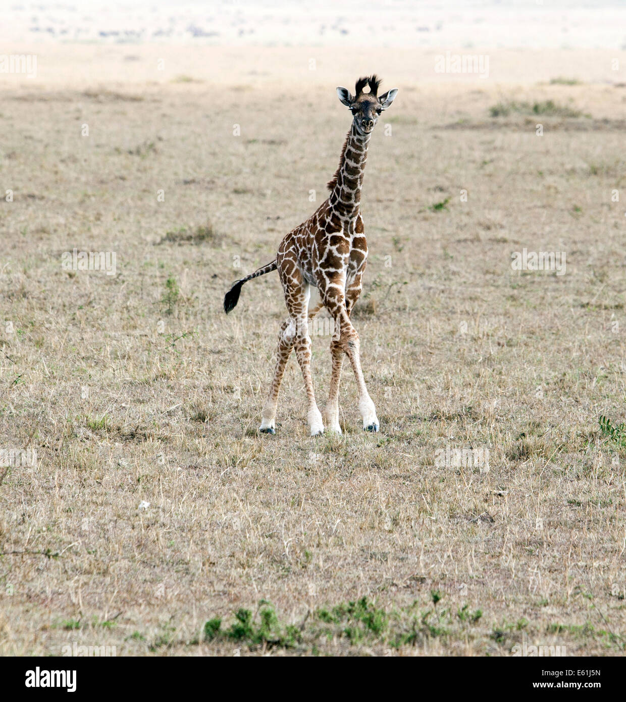 Cute baby giraffe running Stock Photo - Alamy