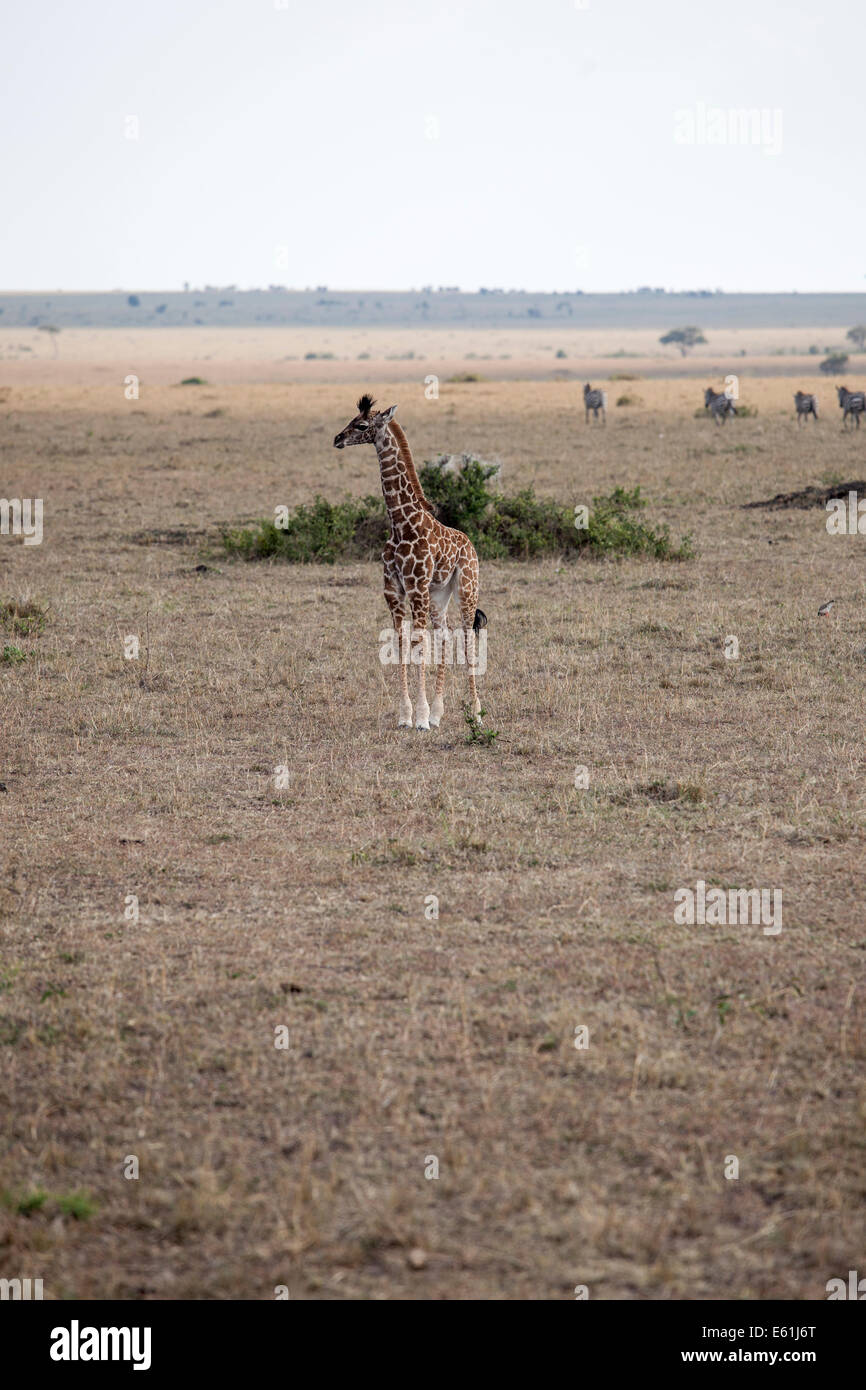 Cute baby giraffe running Stock Photo - Alamy