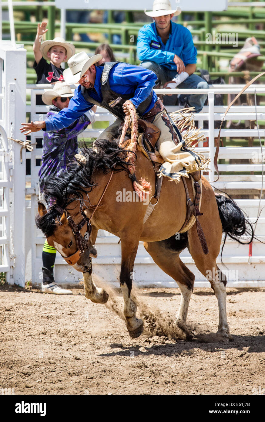 American saddle horse hi-res stock photography and images - Alamy