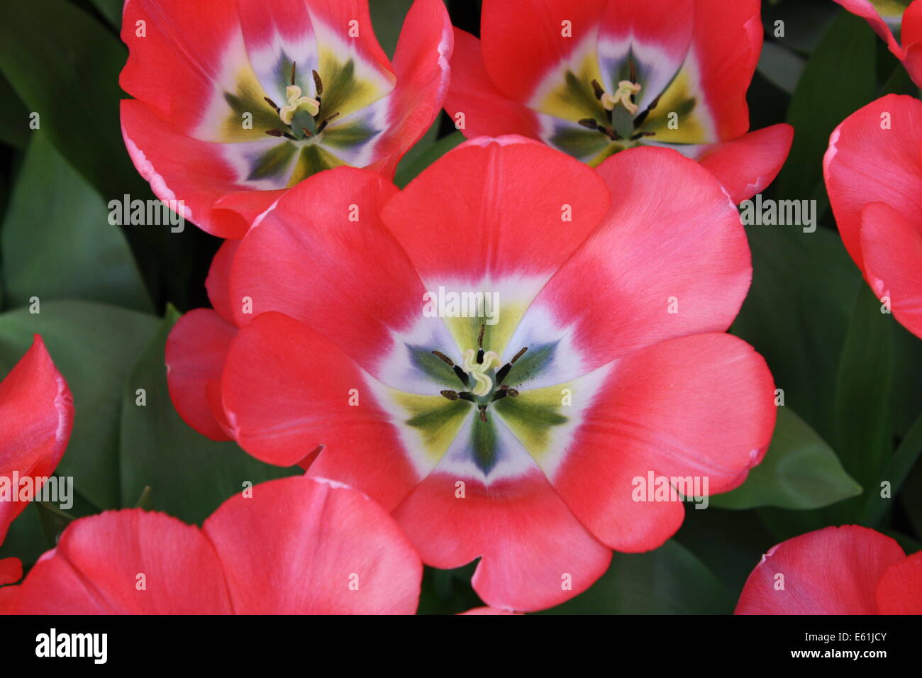 Tulip completely opened up, taken in the Netherlands Stock Photo - Alamy