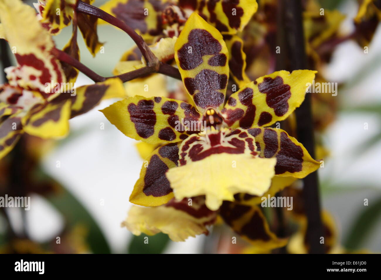 Tiger orchid flower hi-res stock photography and images - Alamy