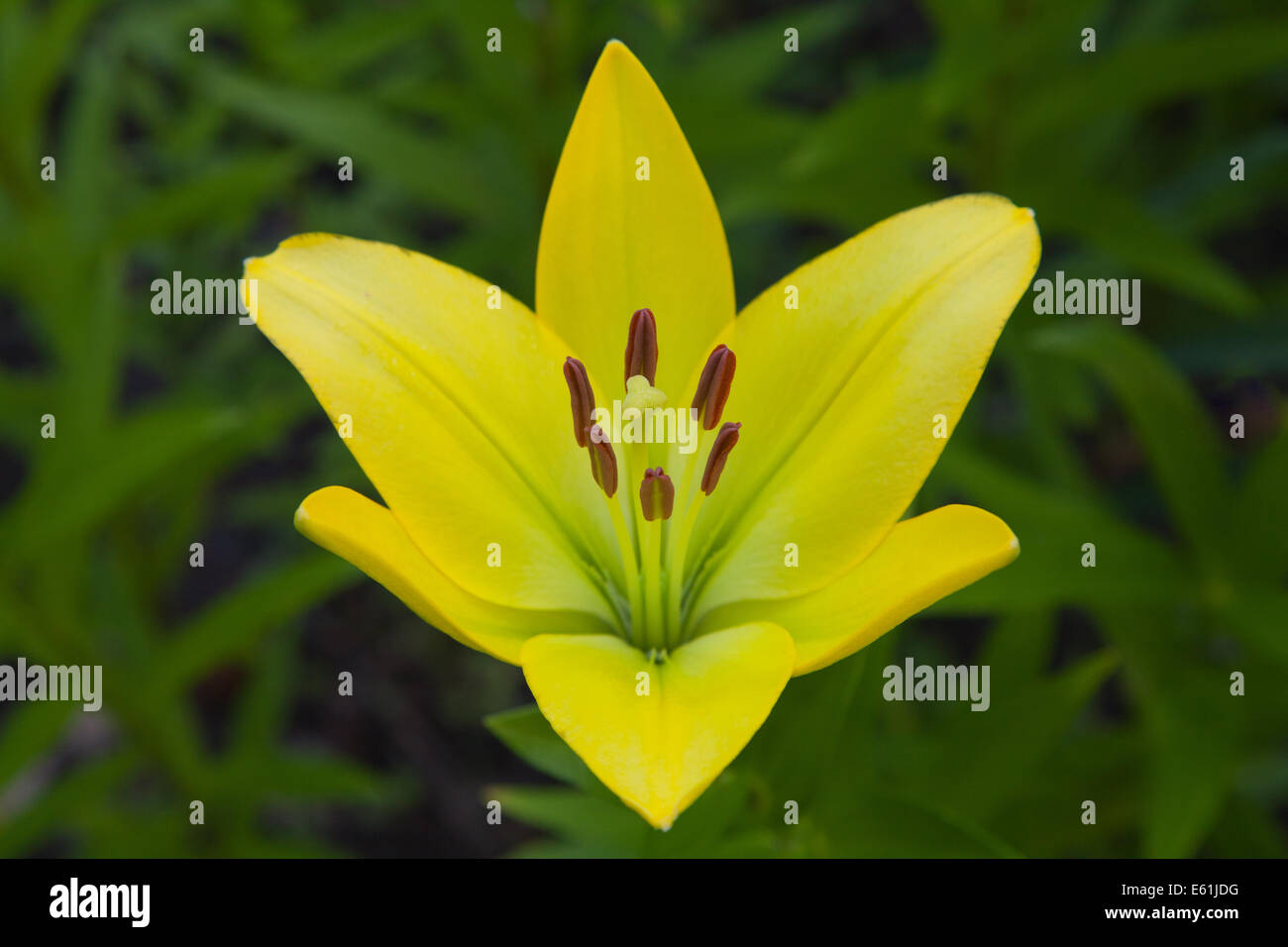 Lily lilium flower hi-res stock photography and images - Alamy