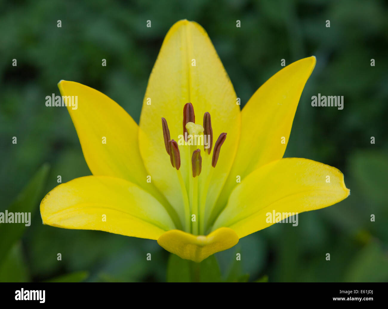 Lily lilium flower hi-res stock photography and images - Alamy