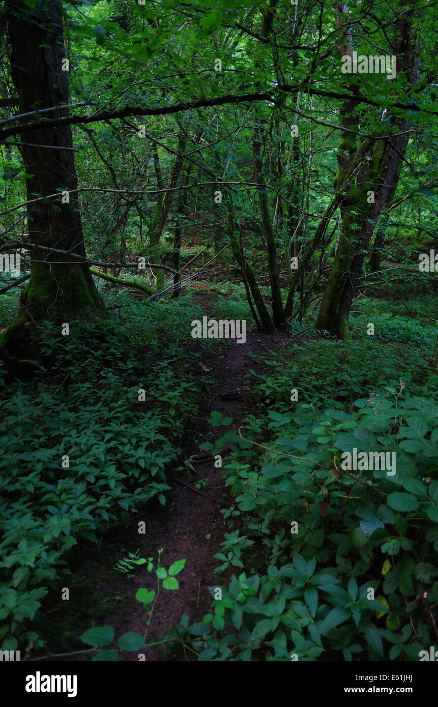 Animal path hi-res stock photography and images - Alamy