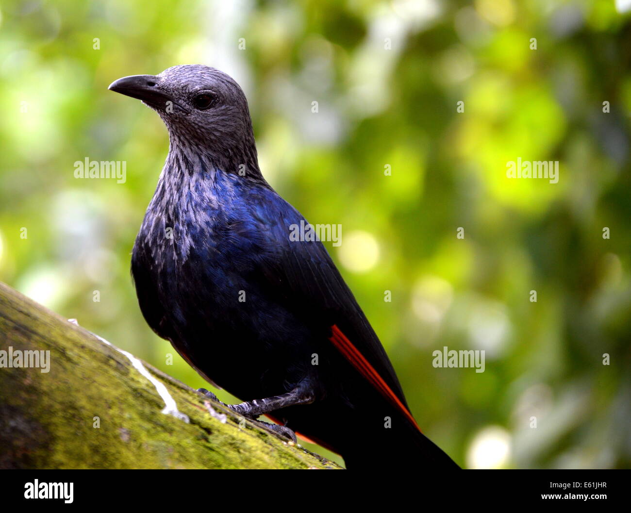 Red Winged Starling Stock Photo - Alamy