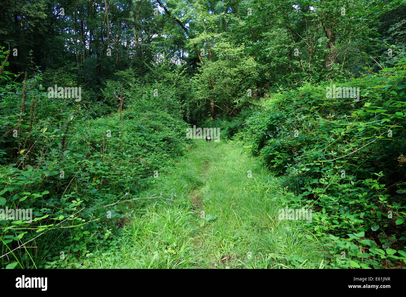 Dog walking along path in woods Stock Photo - Alamy