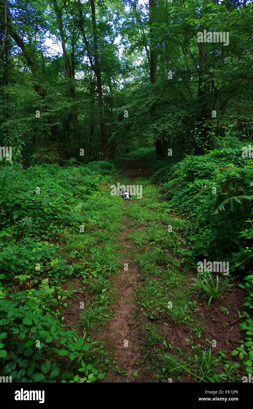 Dog on a path in the woods Stock Photo - Alamy