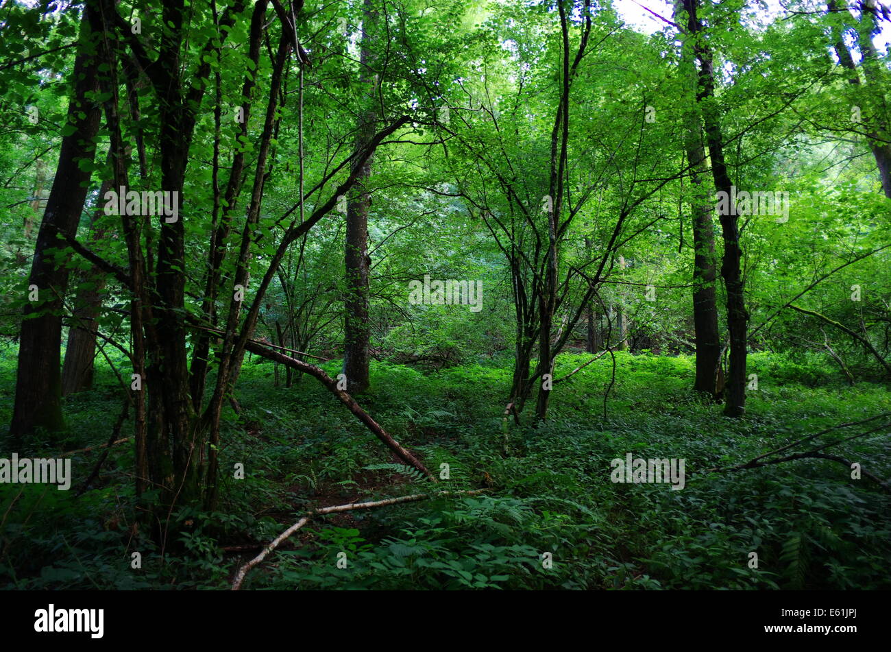 Trees in woods Stock Photo - Alamy