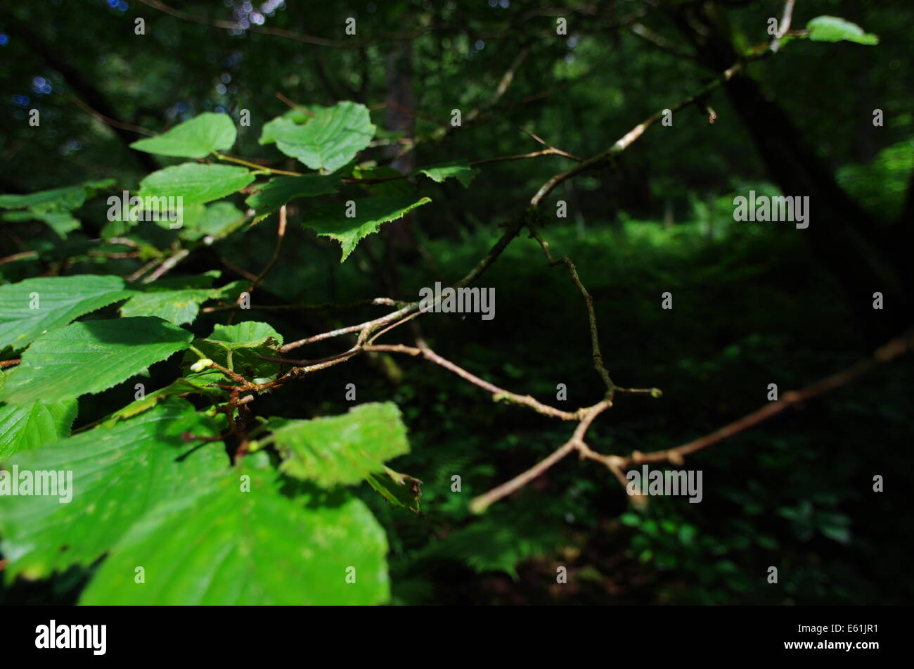 Ash tree leaves hi-res stock photography and images - Alamy