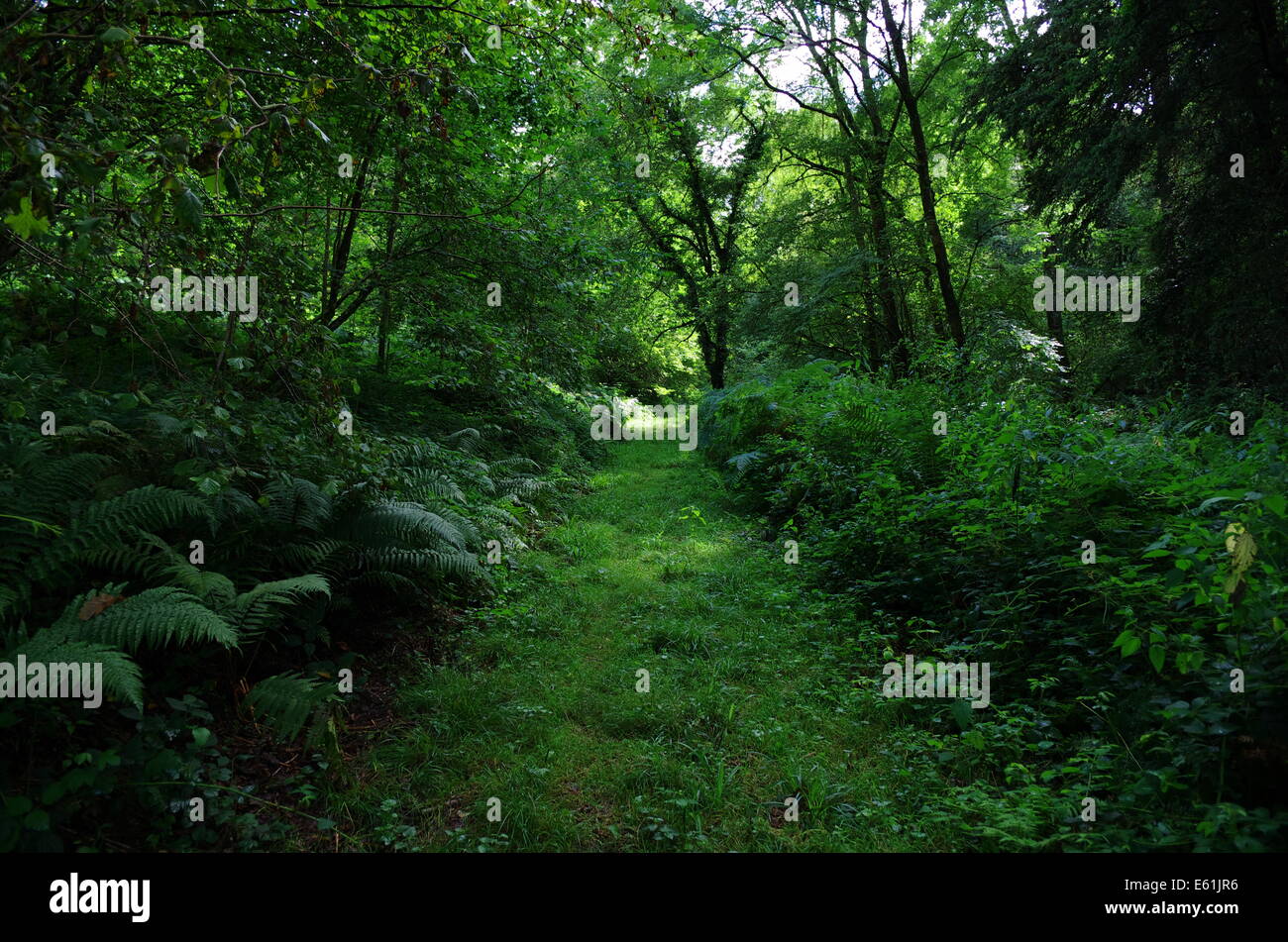 Enclosed path in woods Stock Photo - Alamy