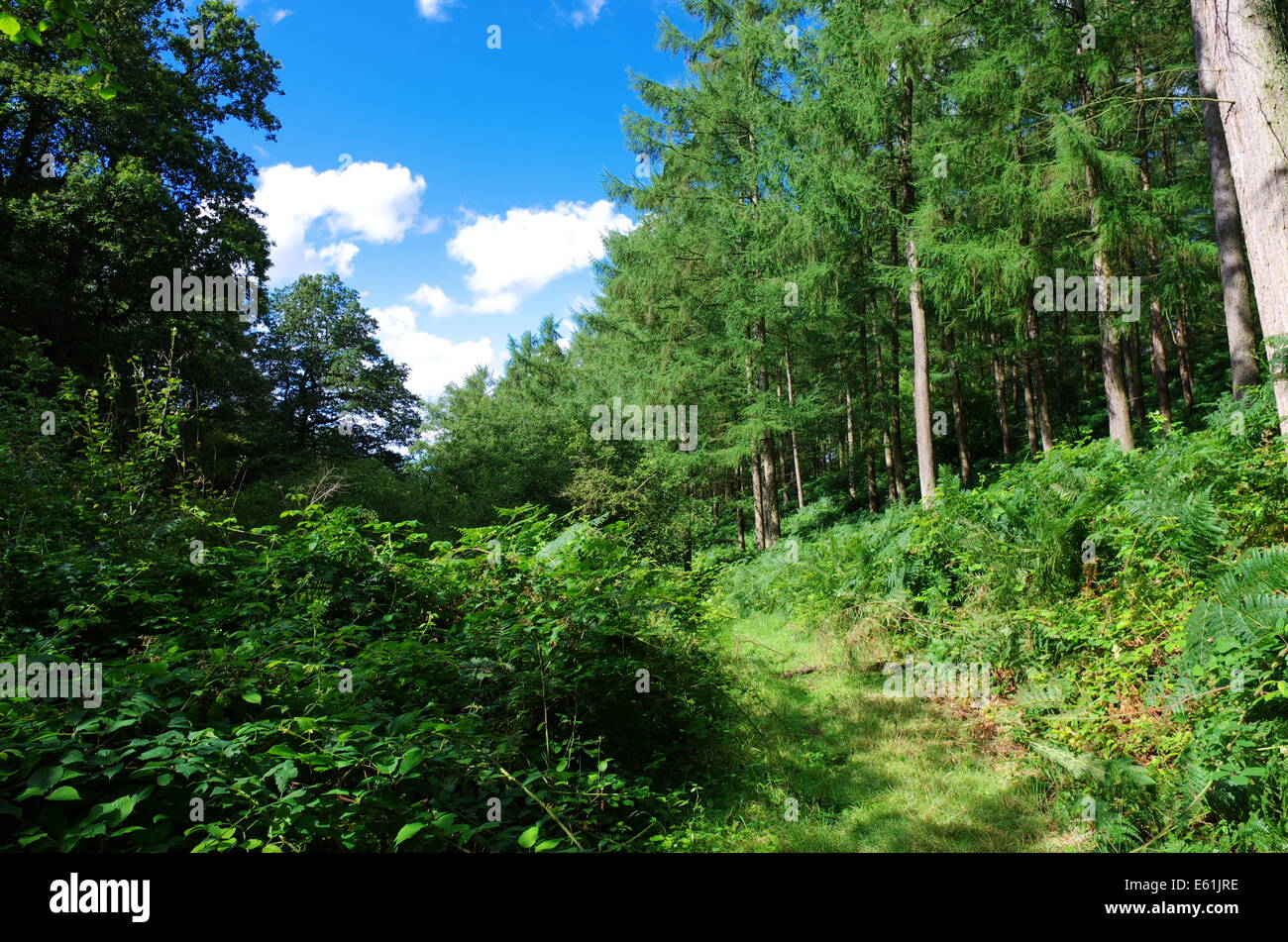 Clearing between woods Stock Photo - Alamy