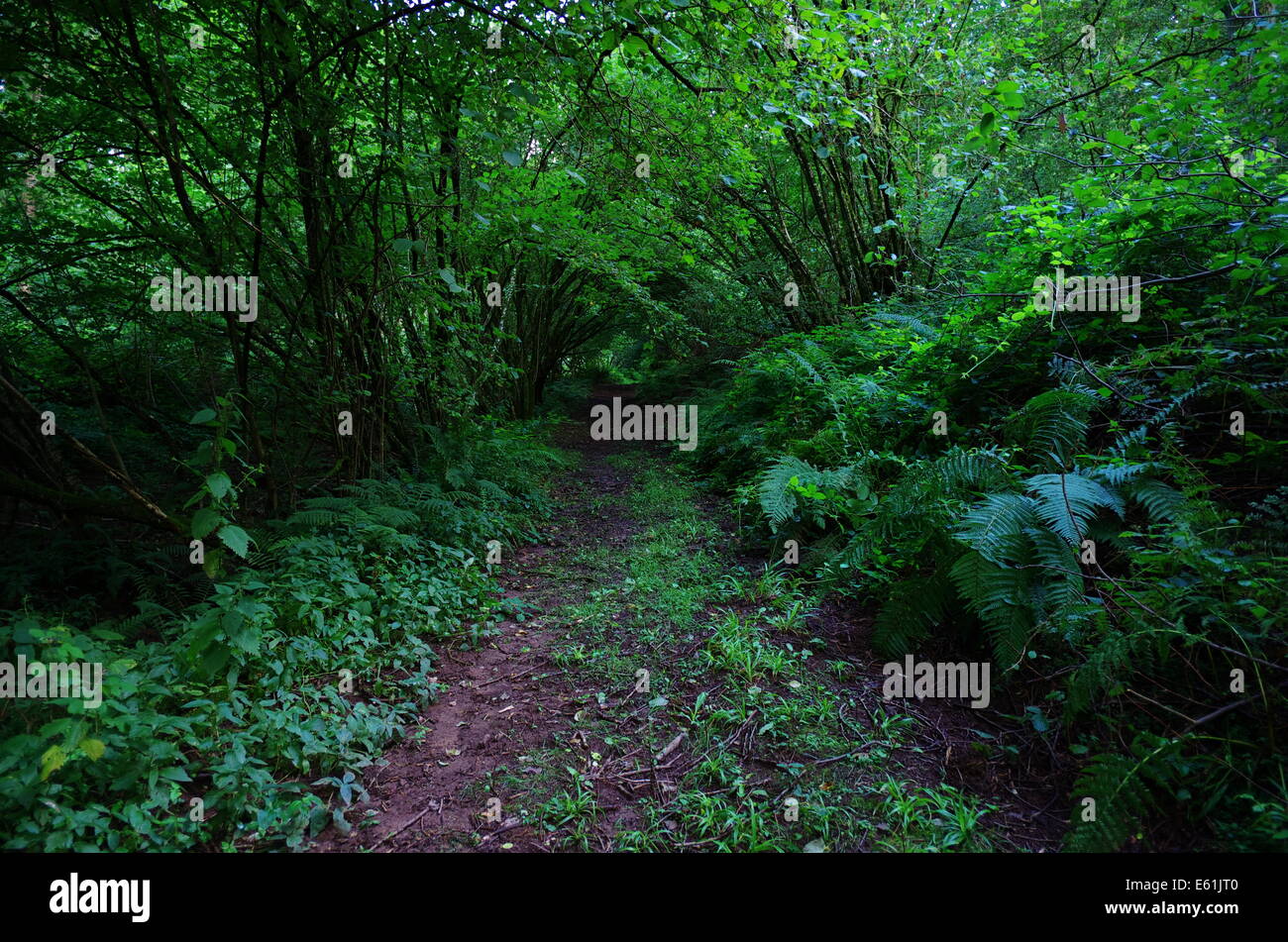 Enclosed path through woods Stock Photo - Alamy