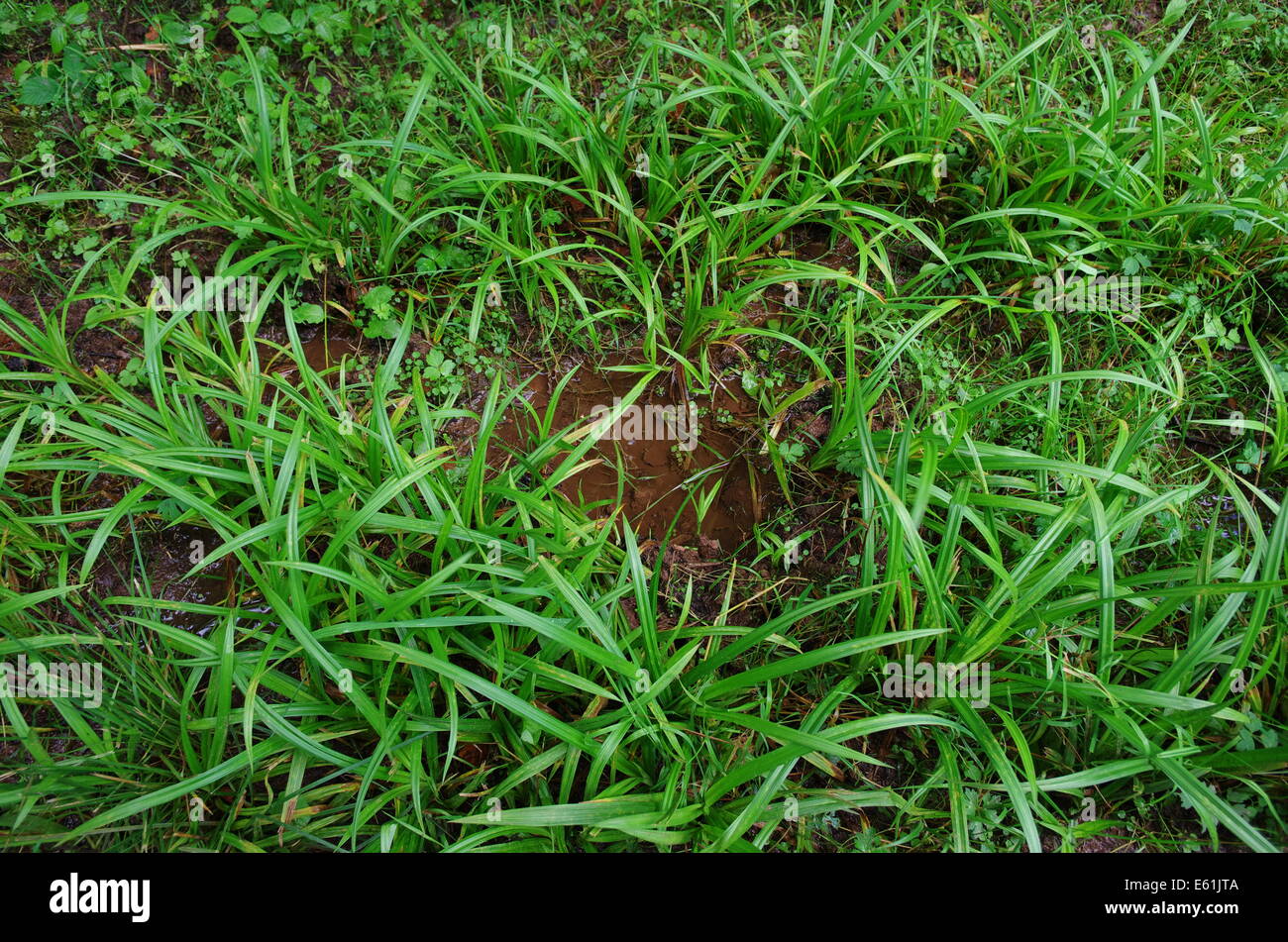 Muddy puddle surrounded by grass Stock Photo - Alamy