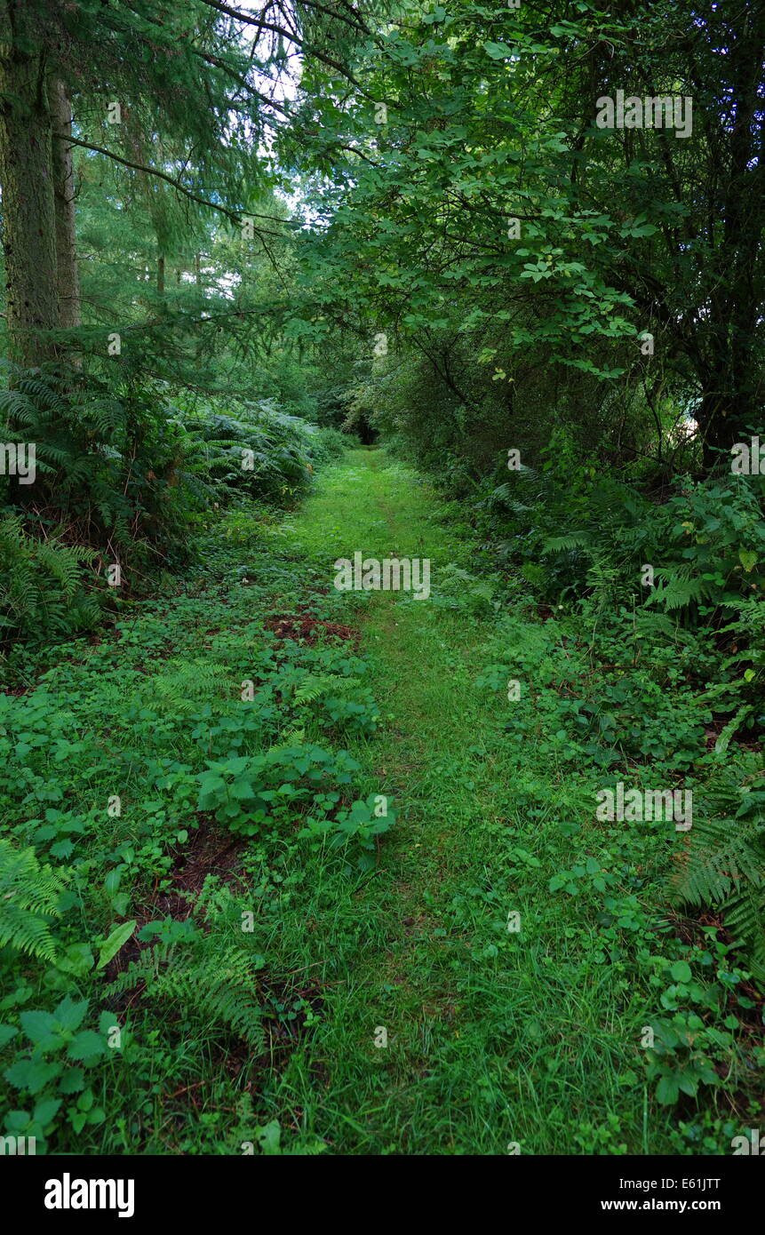 Open path through woods Stock Photo - Alamy