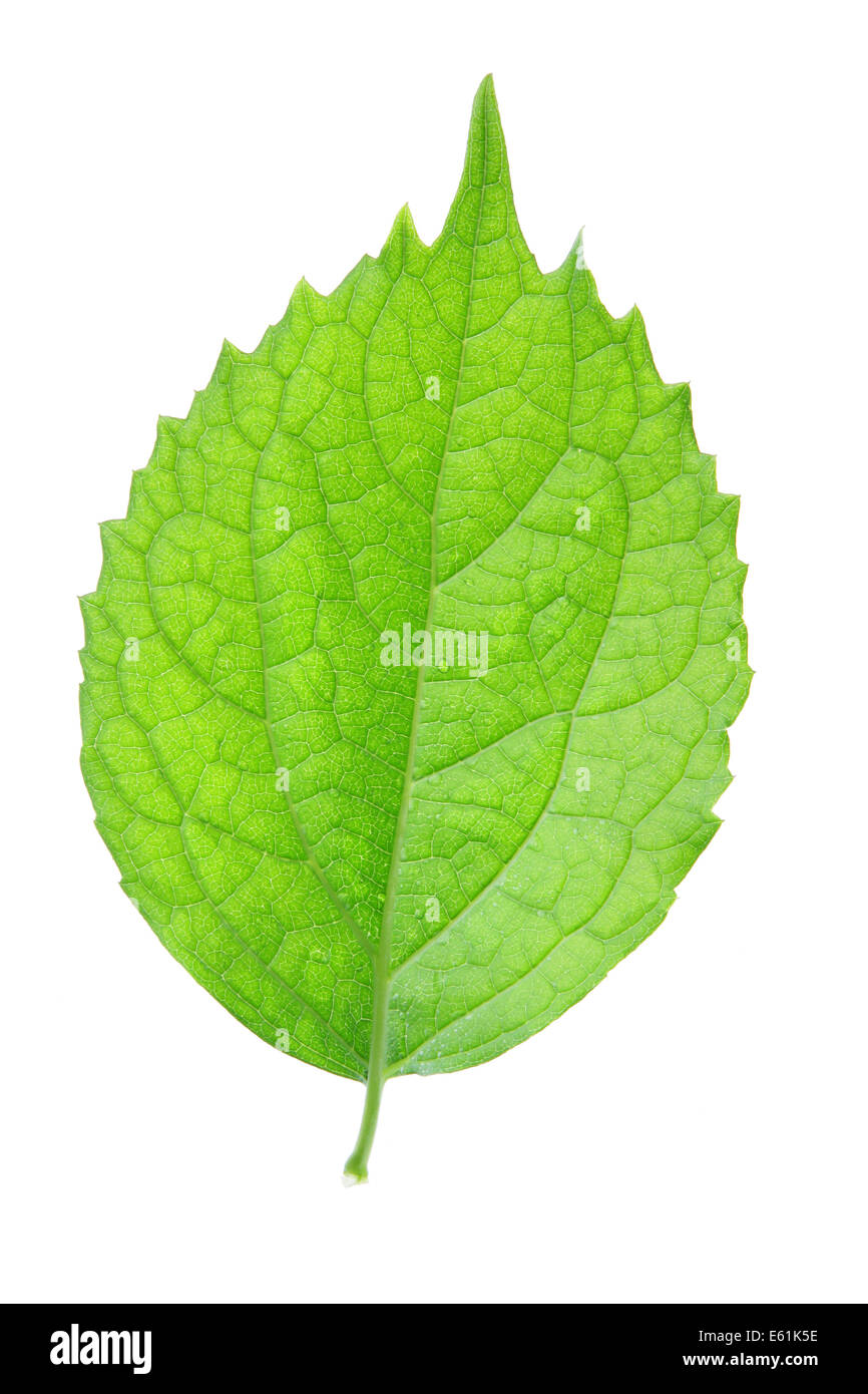Single green leaf isolated over white background Stock Photo - Alamy