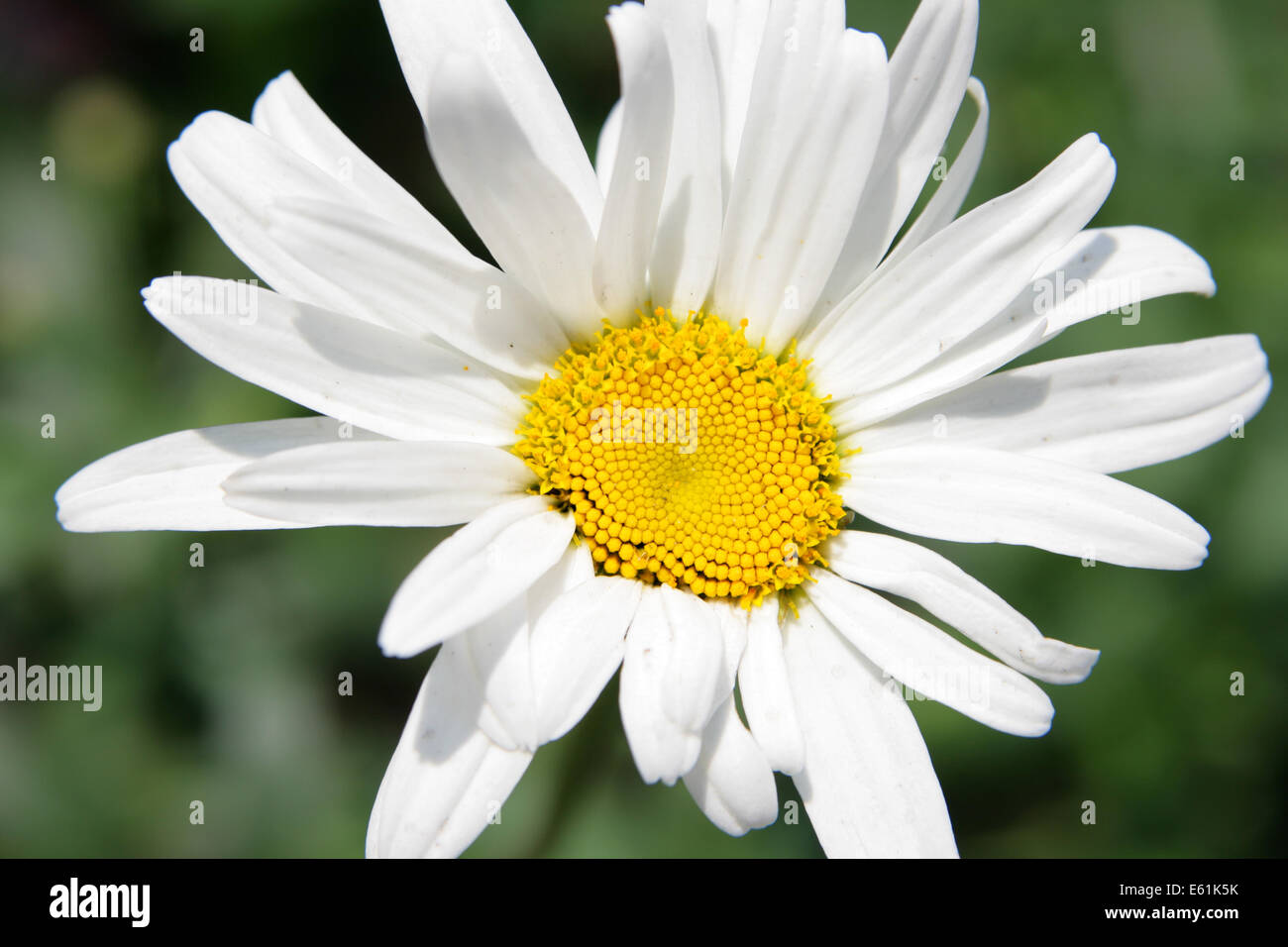 White ox mead hi-res stock photography and images - Alamy