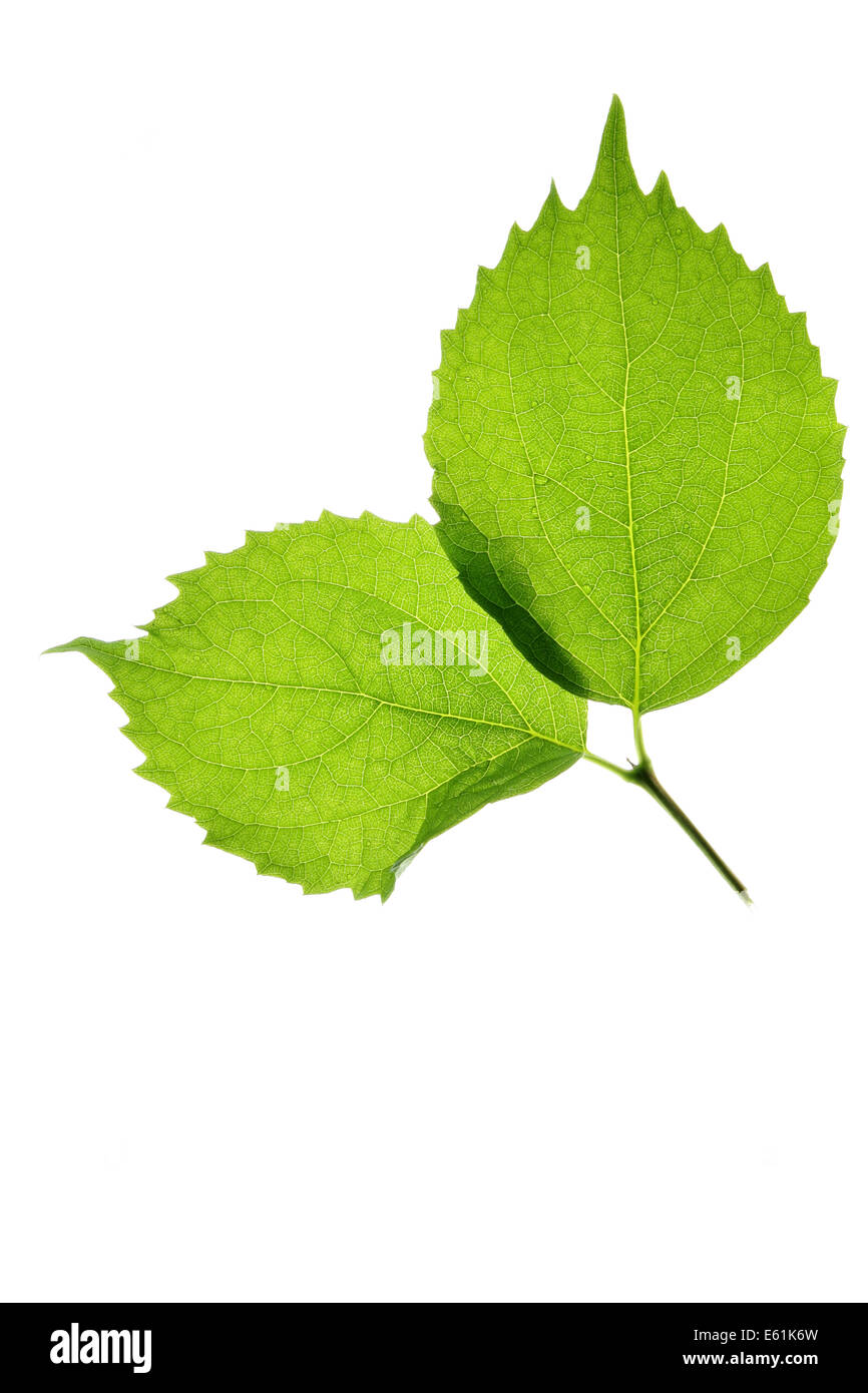 Two green leaves isolated over white background Stock Photo - Alamy
