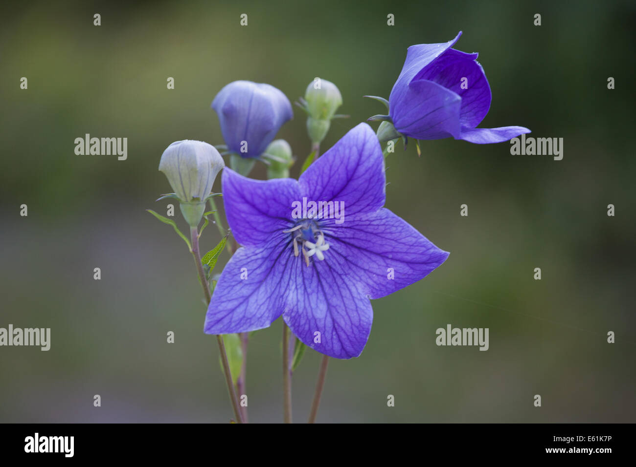 Blue bell shaped flower hi-res stock photography and images - Alamy