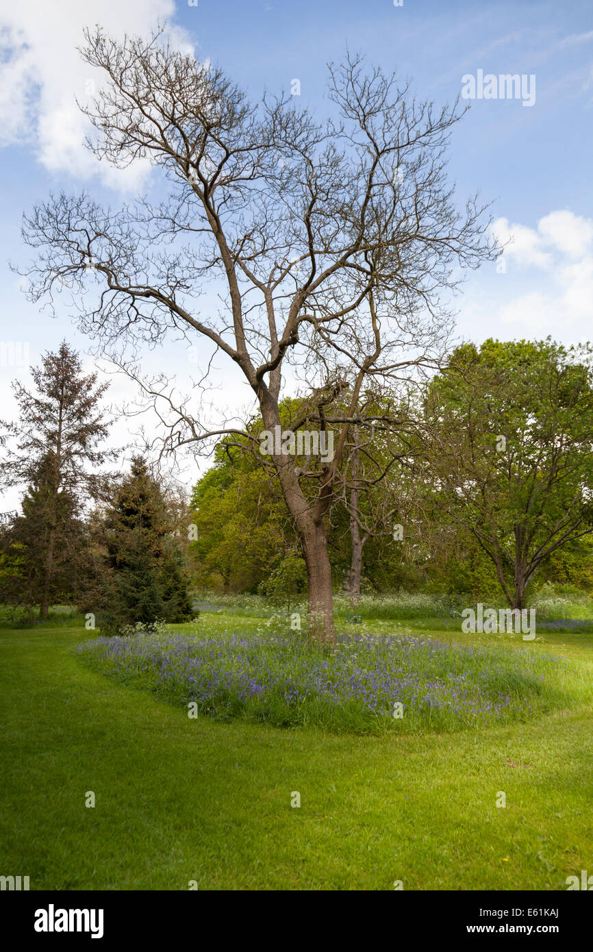 Early spring trees and landscaped gardens at the Royal Botanical ...