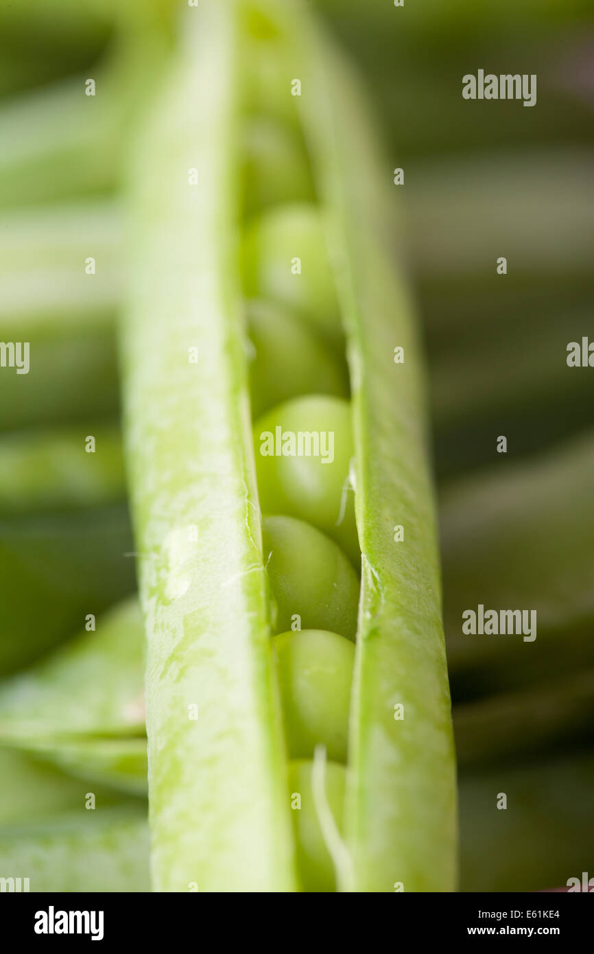 Macro_vertical hi-res stock photography and images - Alamy