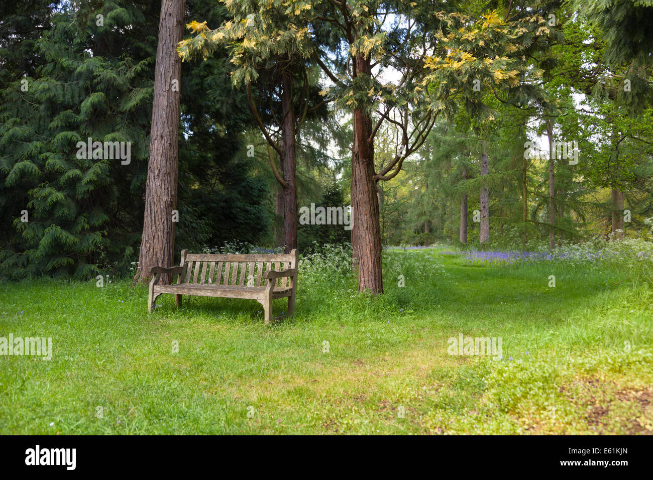 Wooden bench on meadow in woodland Stock Photo - Alamy