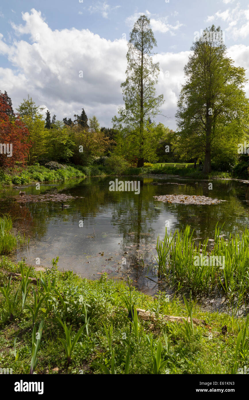 Pond scene in spring at the Royal Botanical Gardens, Kew Stock Photo ...