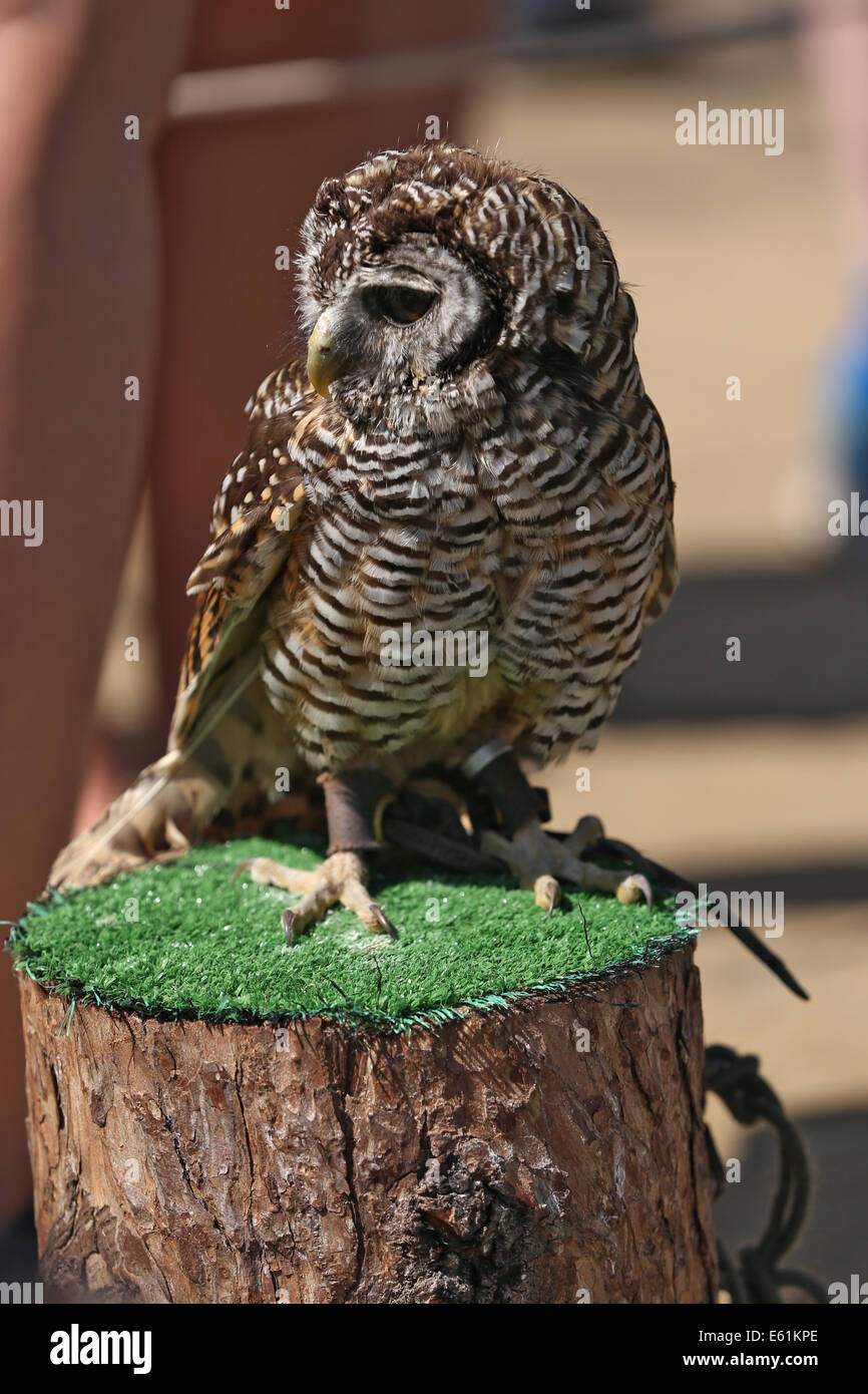 Strix rufipes hi-res stock photography and images - Alamy