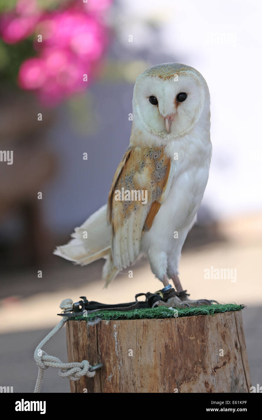 Barn Owl on wooden stump Stock Photo - Alamy
