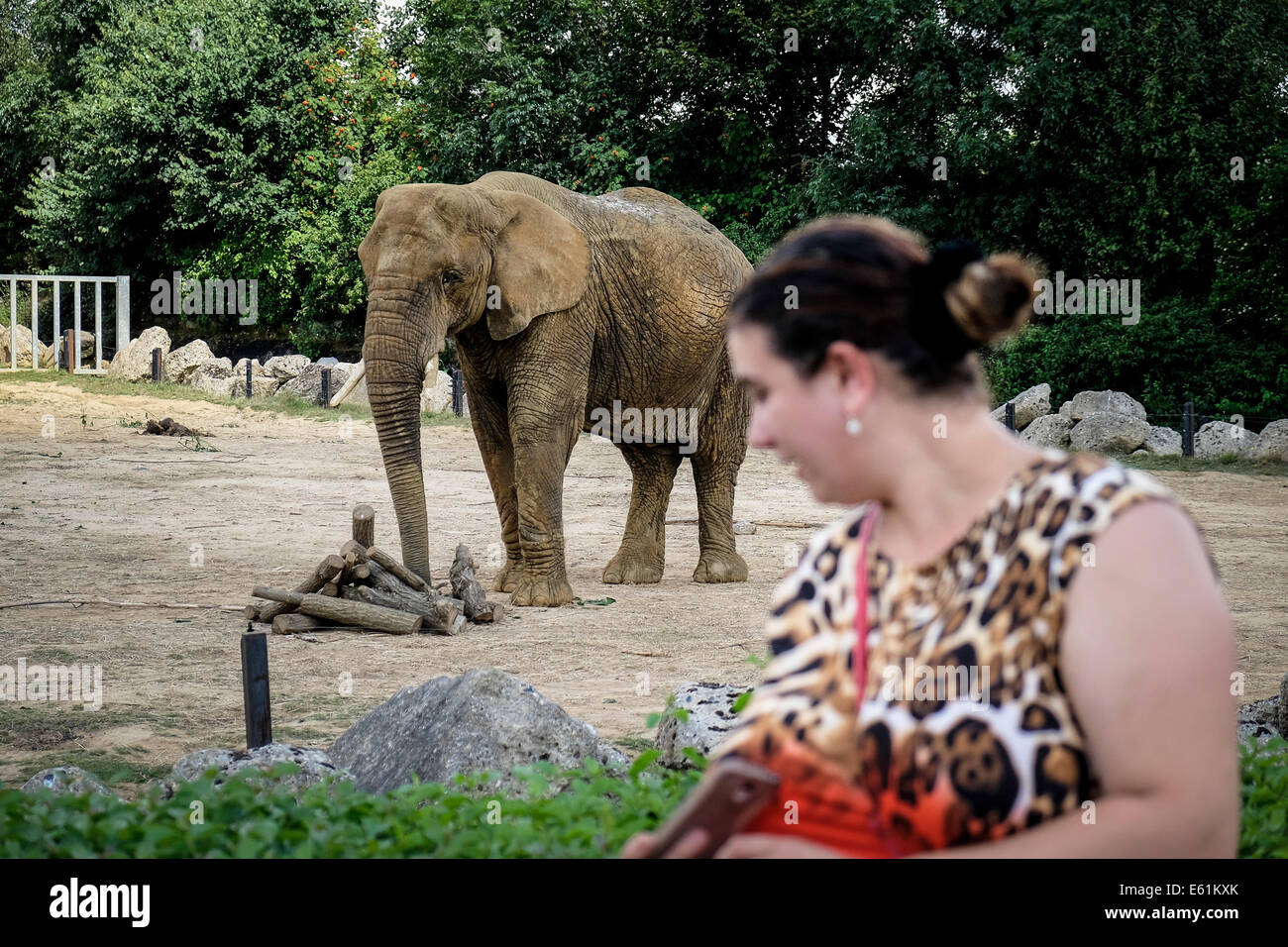 People looking at animals in a zoo Stock Photo - Alamy