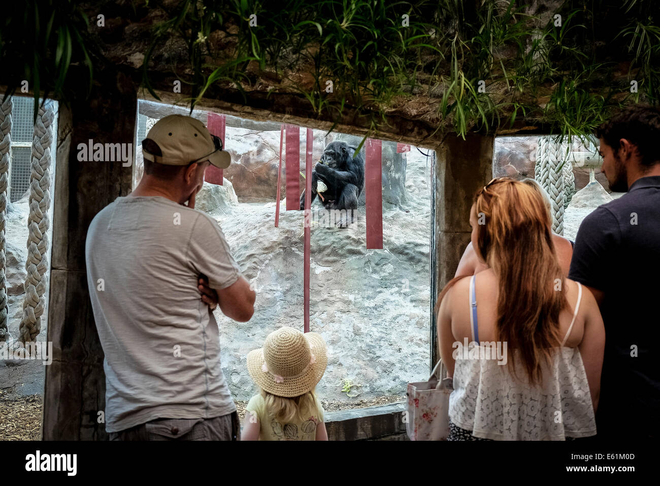 People looking at animals in a zoo Stock Photo - Alamy