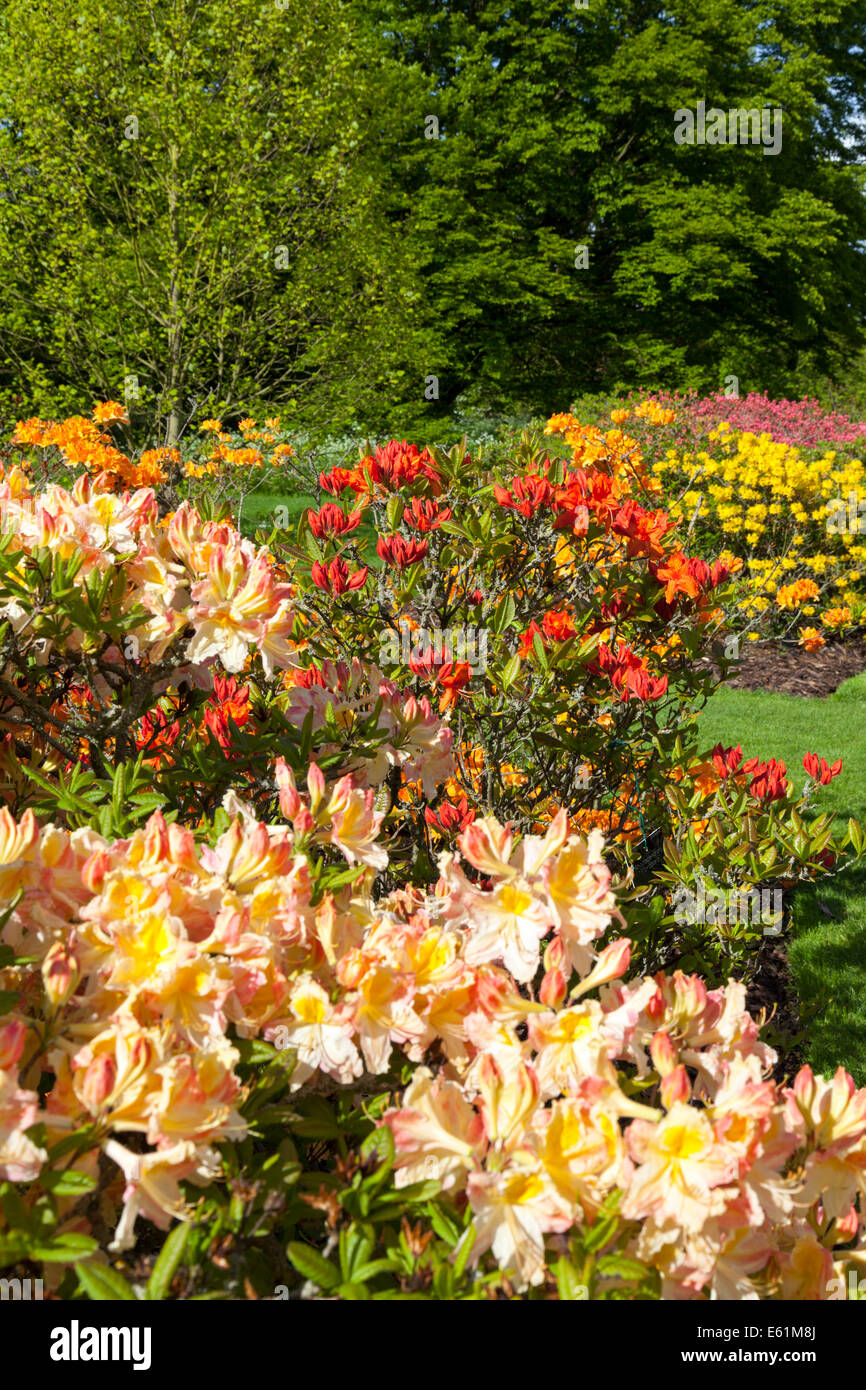 Azaleas, Rhododendrons and spring flowers in bloom in Kew Gardens ...