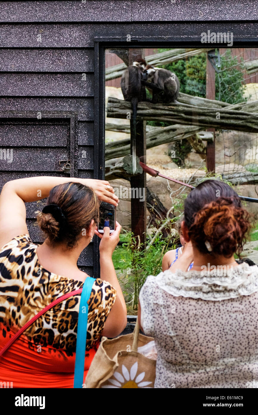 People looking at animals in a zoo Stock Photo - Alamy