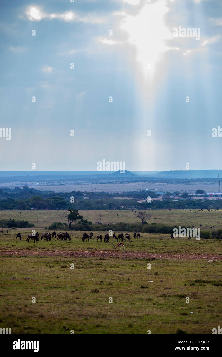 Spectacular view of the Masai Mara Kenya Stock Photo - Alamy