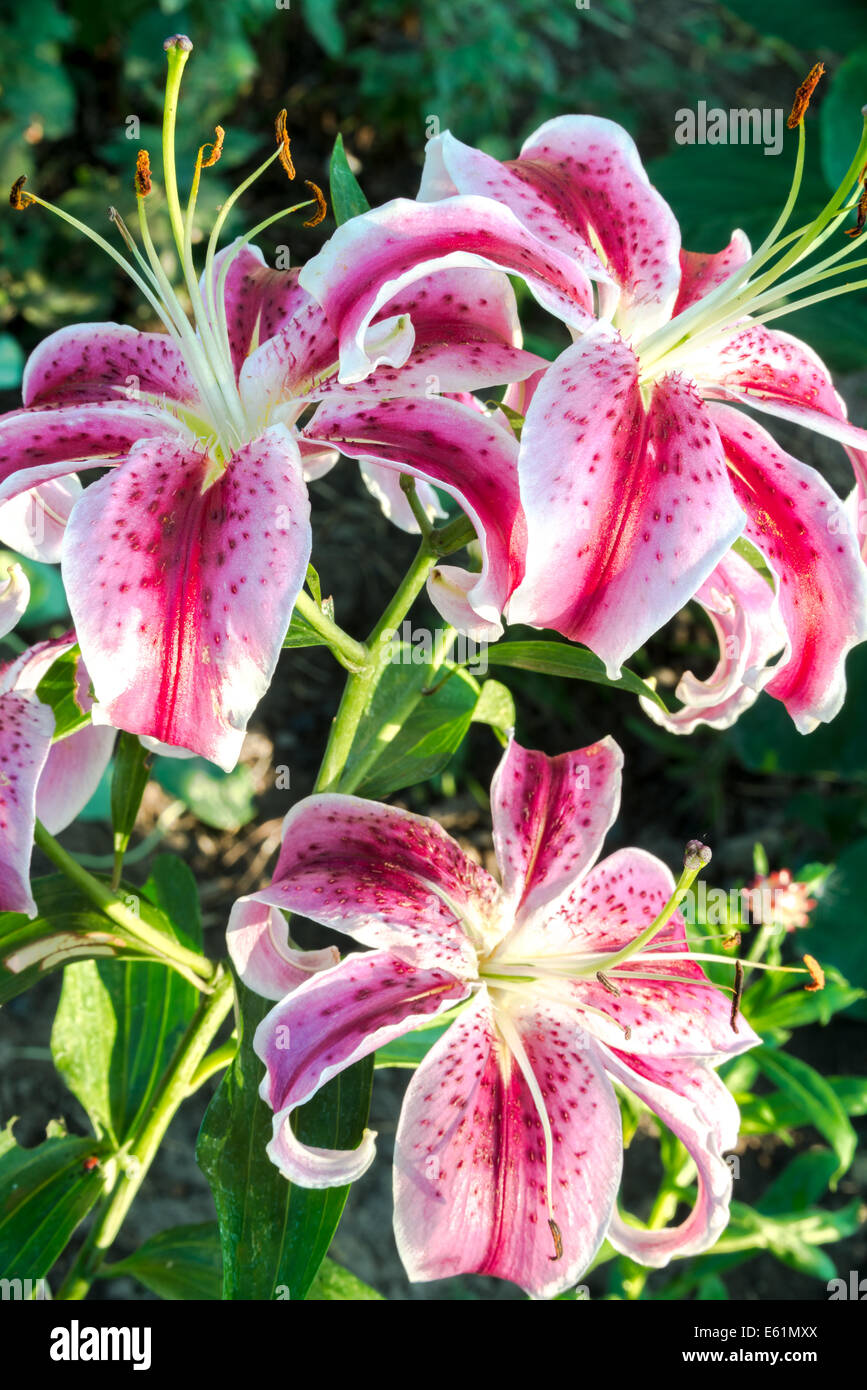 Pink tiger lily hi-res stock photography and images - Alamy