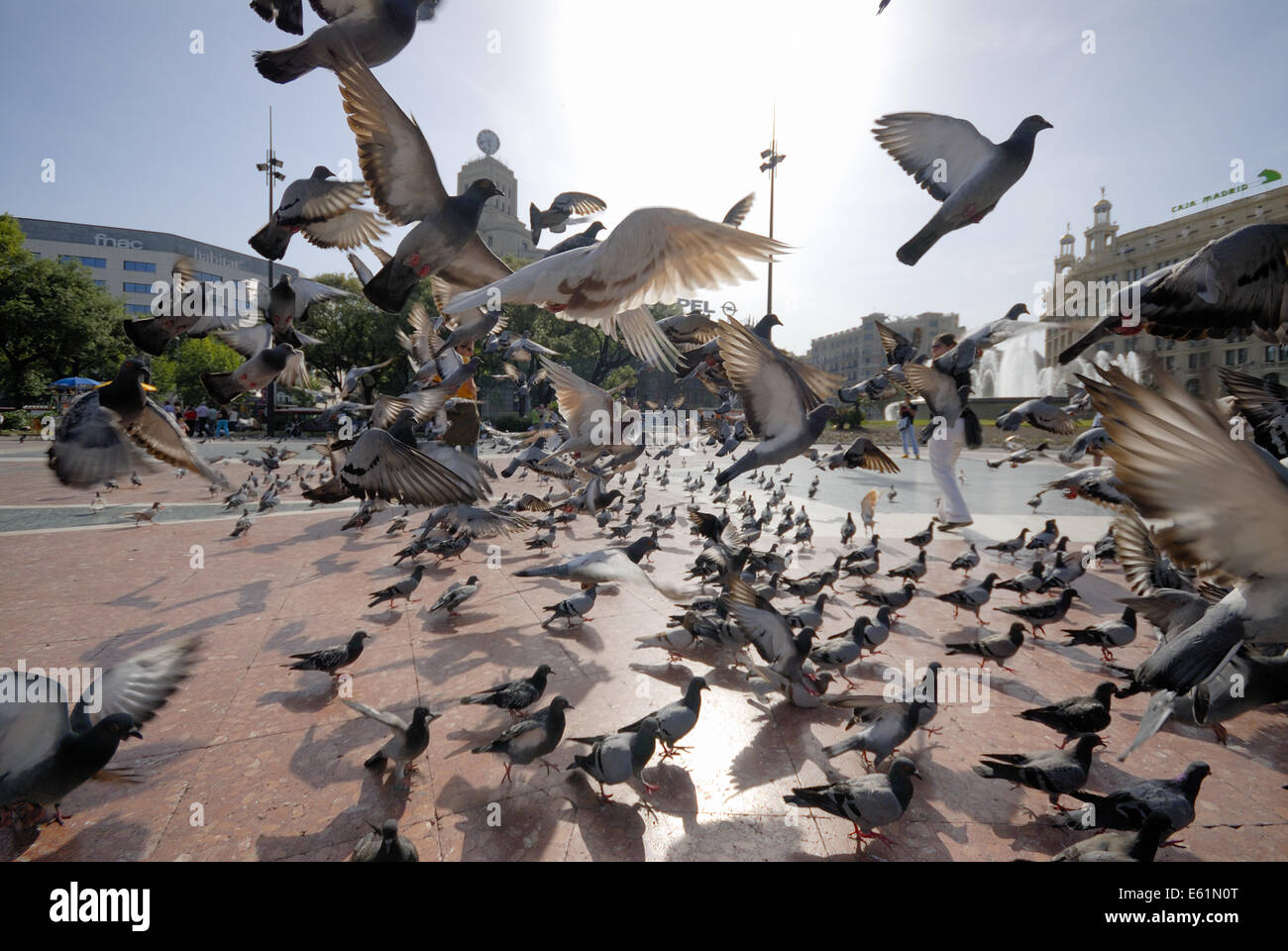 swarm of pigeons at Placa de Catalunya, Barcelona, Spain Stock Photo ...