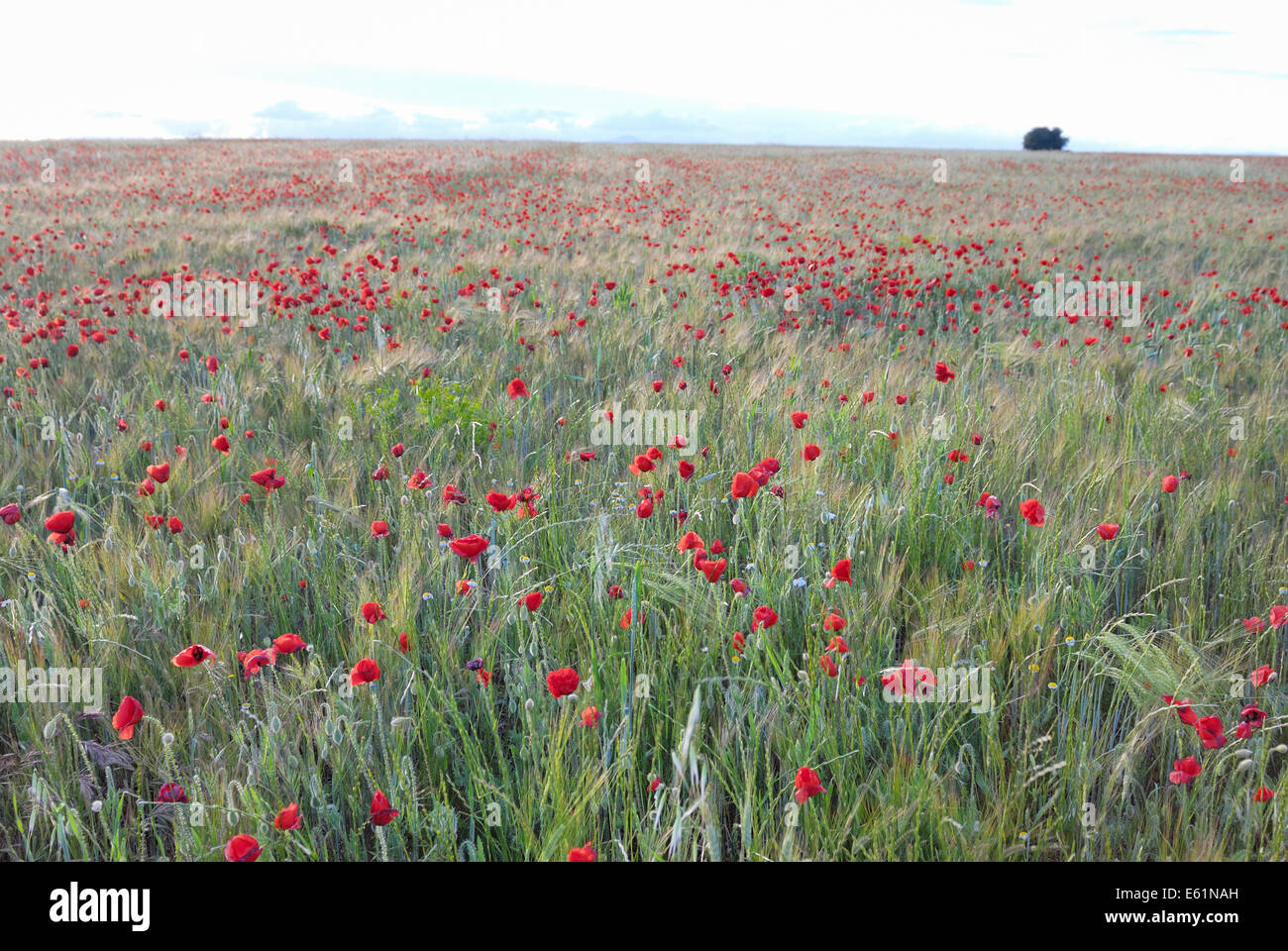poppy field, east Spain Stock Photo - Alamy