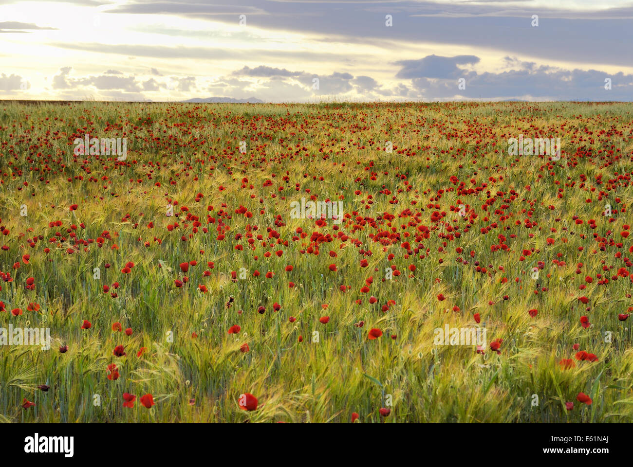 poppy field, east Spain Stock Photo - Alamy