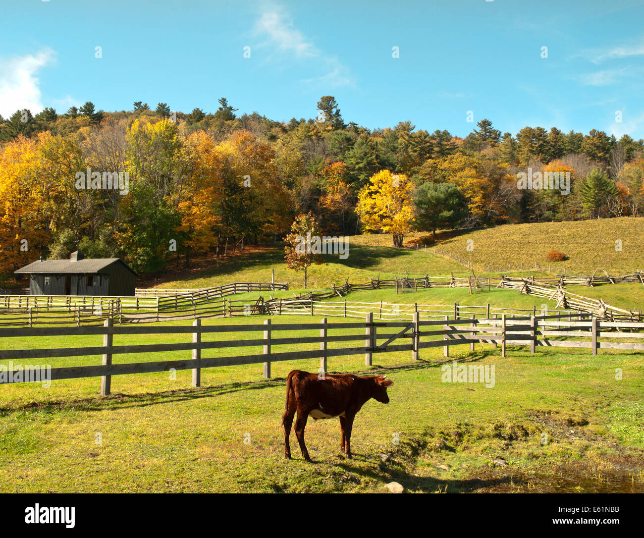 farm fences on an autumn day with cow looking into distance Stock Photo ...