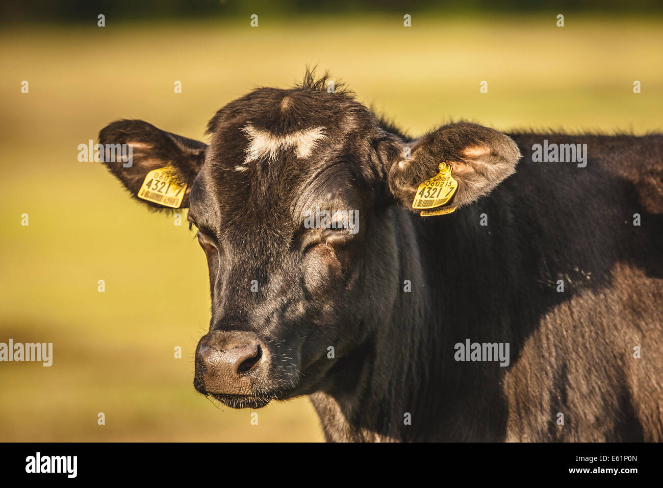 Black cow head shot Stock Photo - Alamy