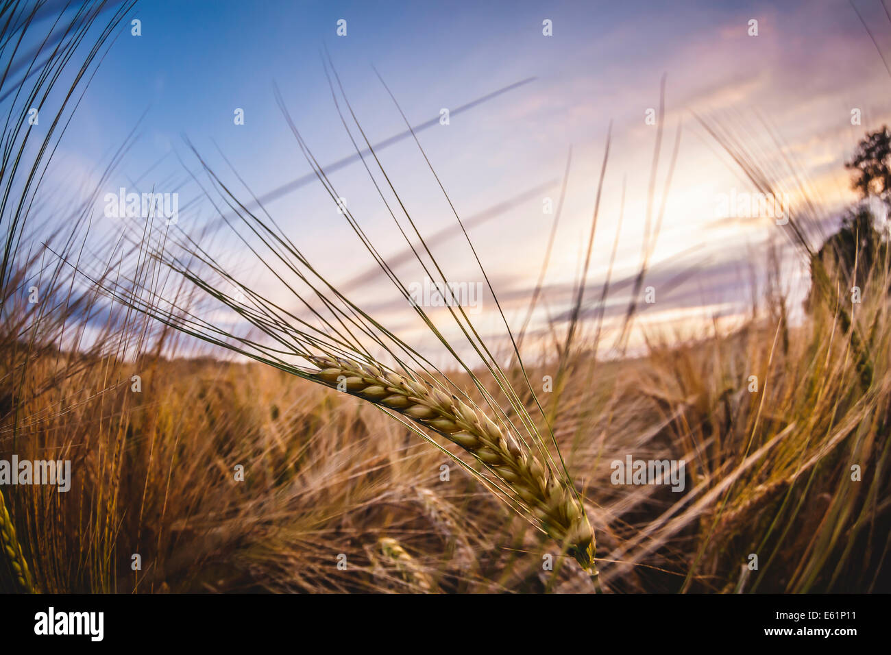 Barley corn hi-res stock photography and images - Alamy