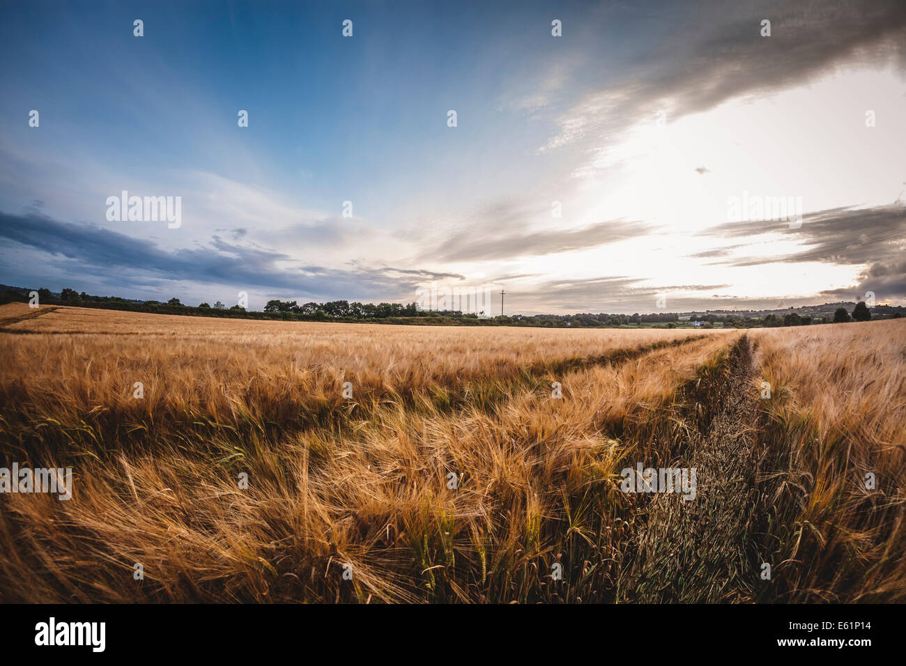 Barley farms hi-res stock photography and images - Alamy